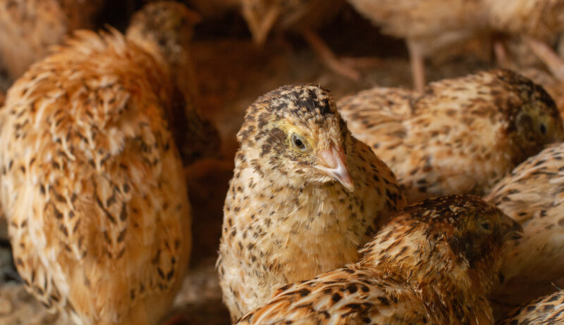 Ep. 155 Raising Backyard Quail in the City – Mother Earth News